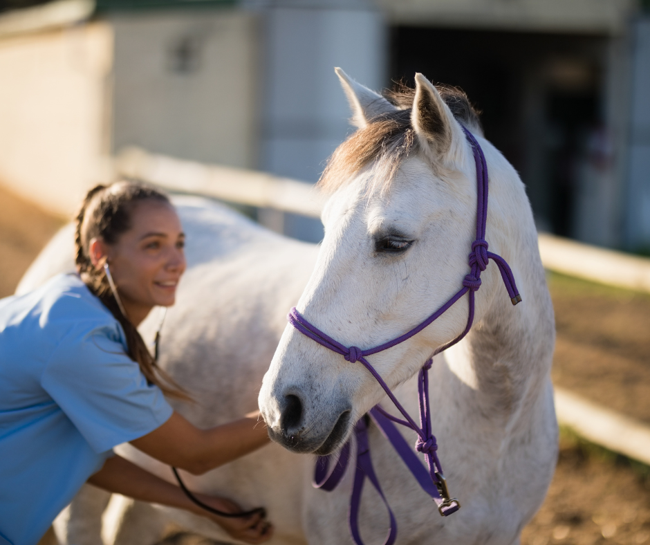 Stable Veterinary & First Aid – Saddleworld Shoalhaven